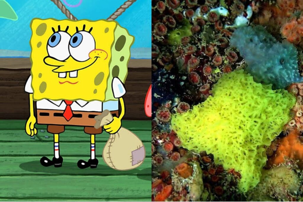 Que animais são os personagens de Bob Esponja? - Sociedade Nerd