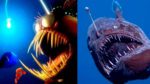 Peixe “Diabo-Negro” é visto pela primeira vez à luz do dia - Sociedade Nerd